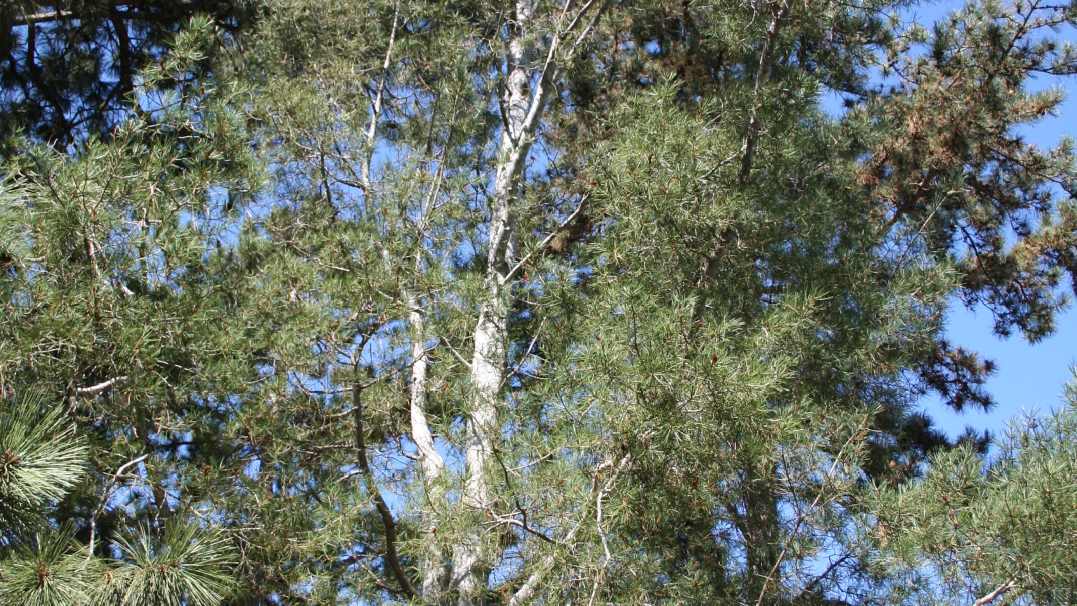 Maple, Amur | Nebraska Forest Service | Nebraska