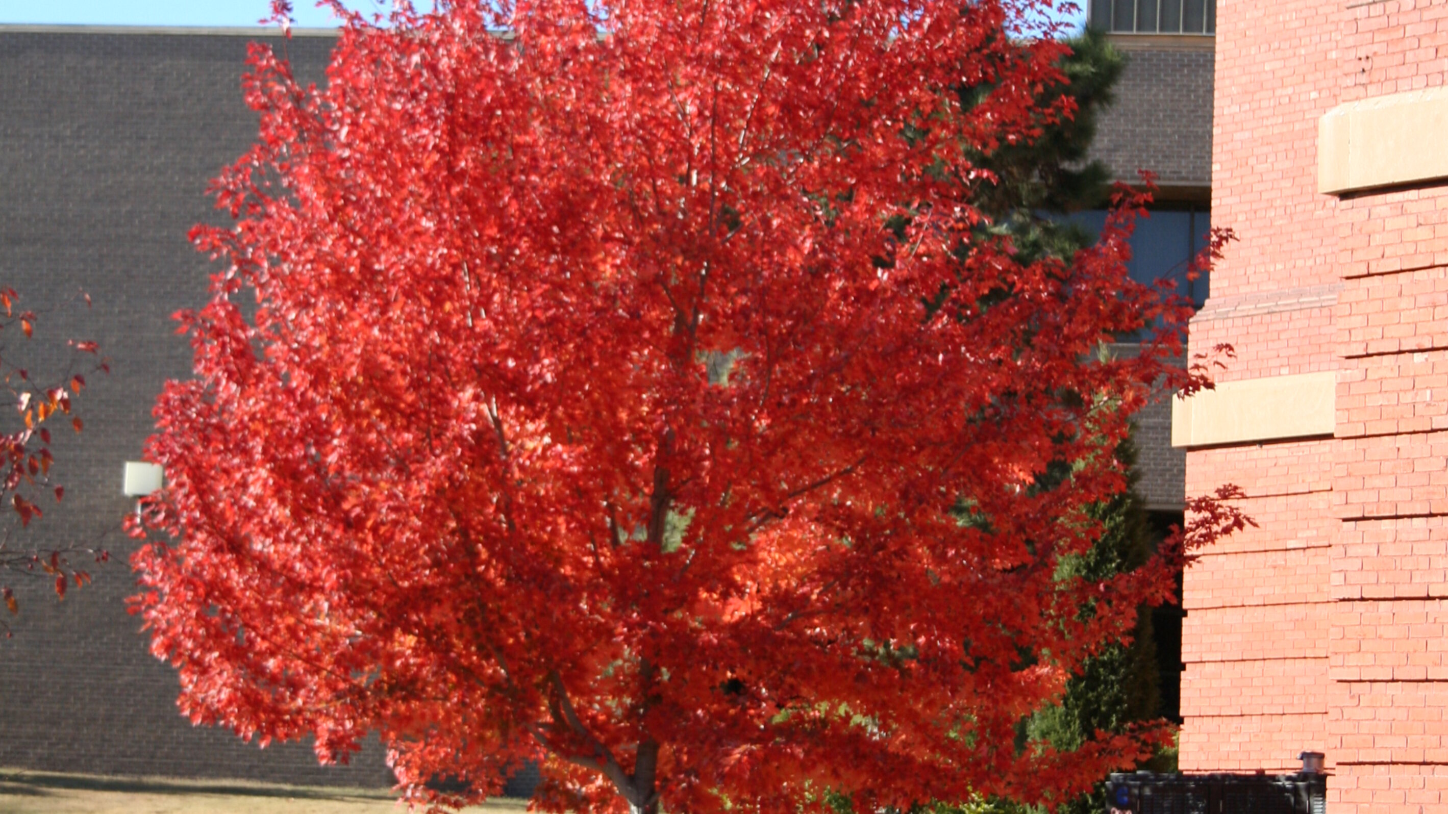 Maple, Red | Nebraska Forest Service | Nebraska