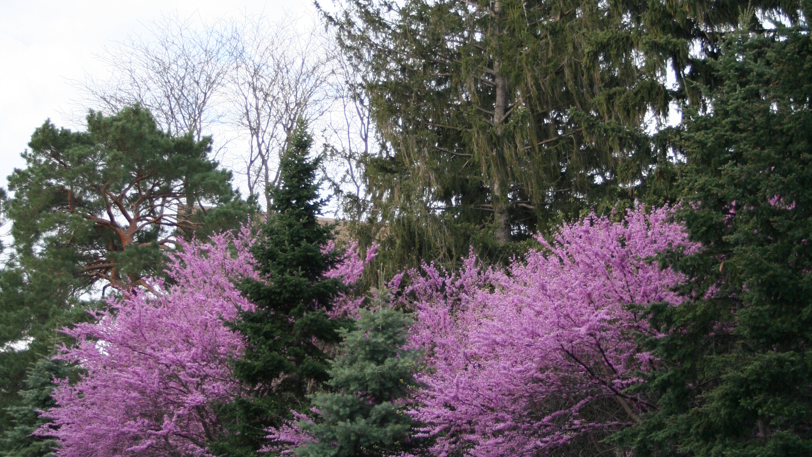 Redbud | Nebraska Forest Service | Nebraska