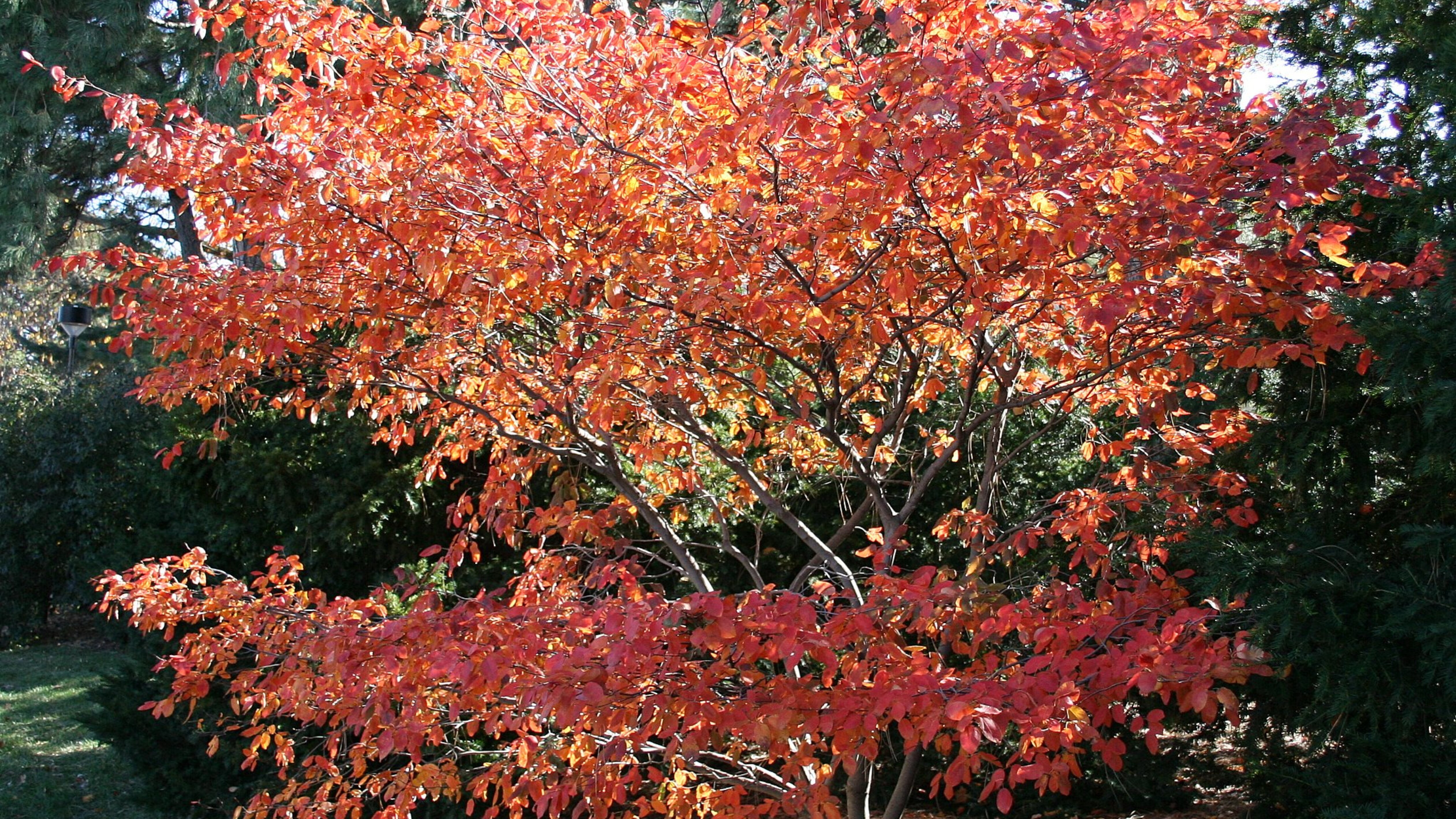 Serviceberry, Downy (Juneberry) | Nebraska Forest Service | Nebraska