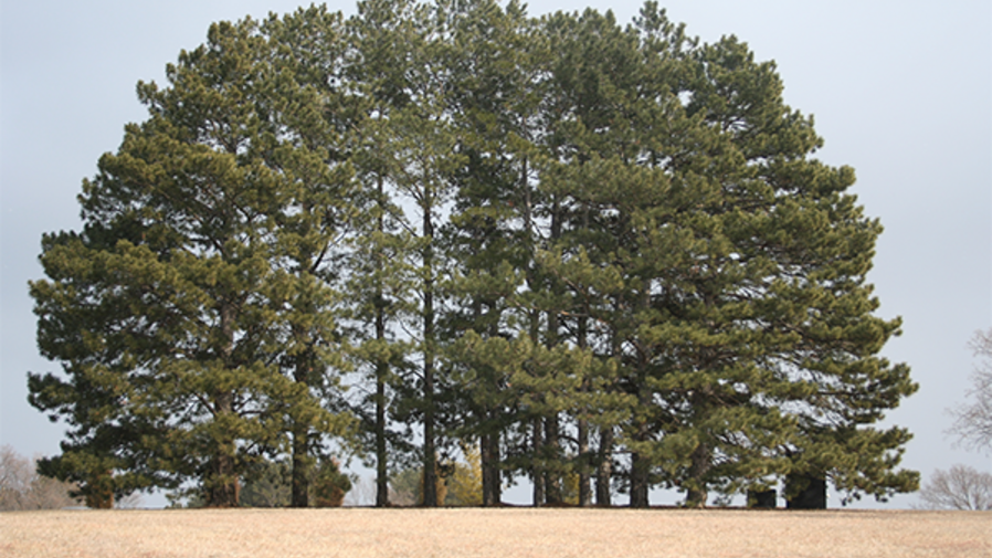 Pine, Ponderosa | Nebraska Forest Service | Nebraska