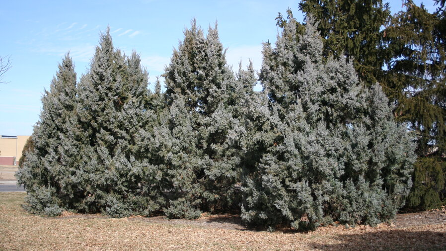 Juniper, Rocky Mountain | Nebraska Forest Service | Nebraska