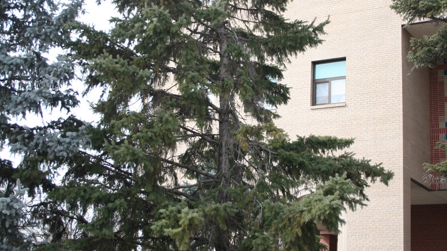 Maple, Boxelder | Nebraska Forest Service | Nebraska