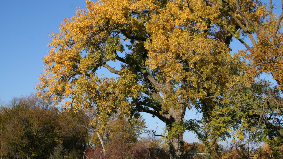 Trees to Plant | Nebraska Forest Service | Nebraska