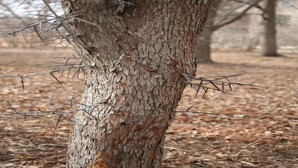 Trees to Plant | Nebraska Forest Service | Nebraska