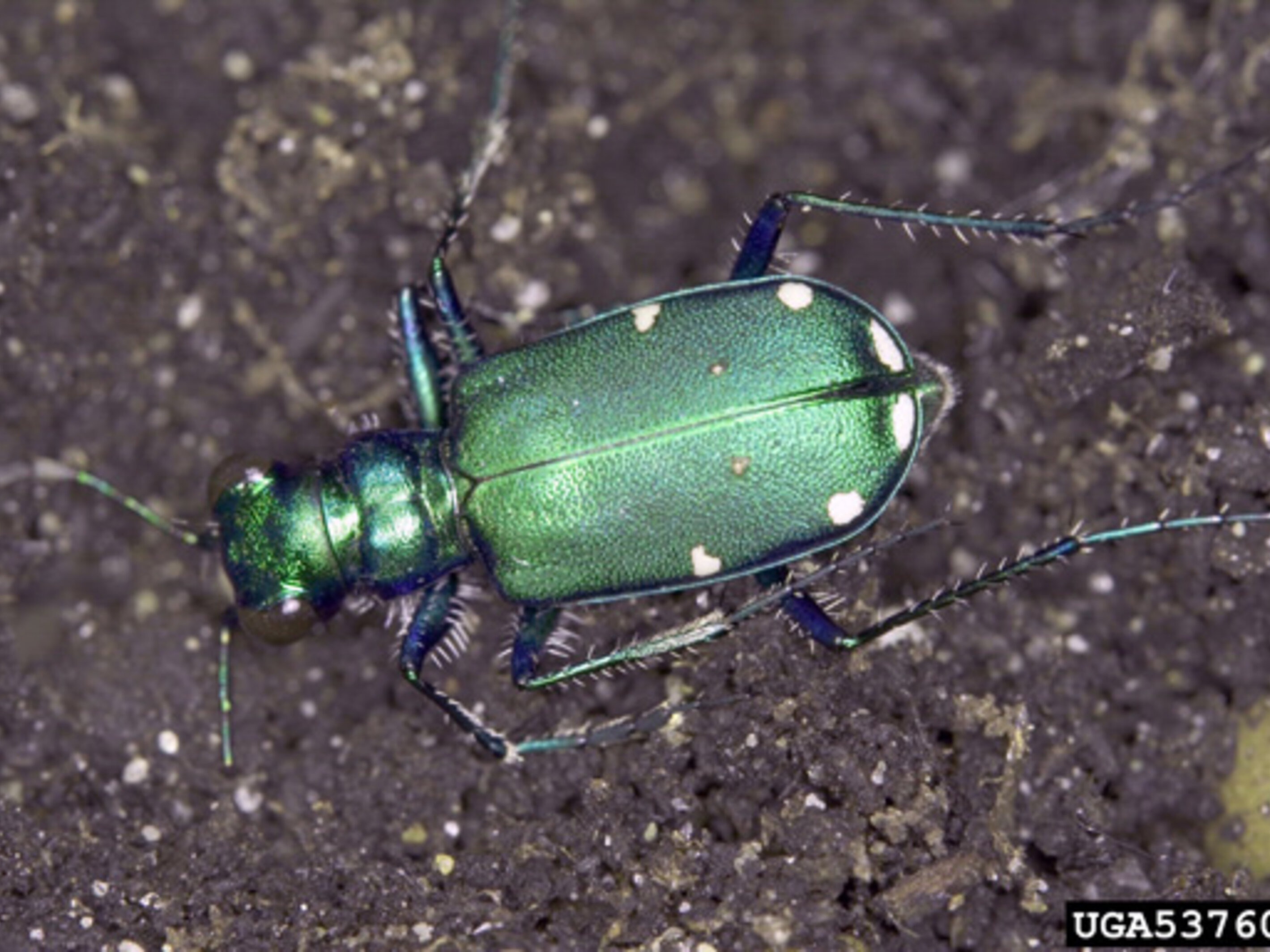 Emerald Ash Borer Frequently Asked Questions | Nebraska Forest Service ...