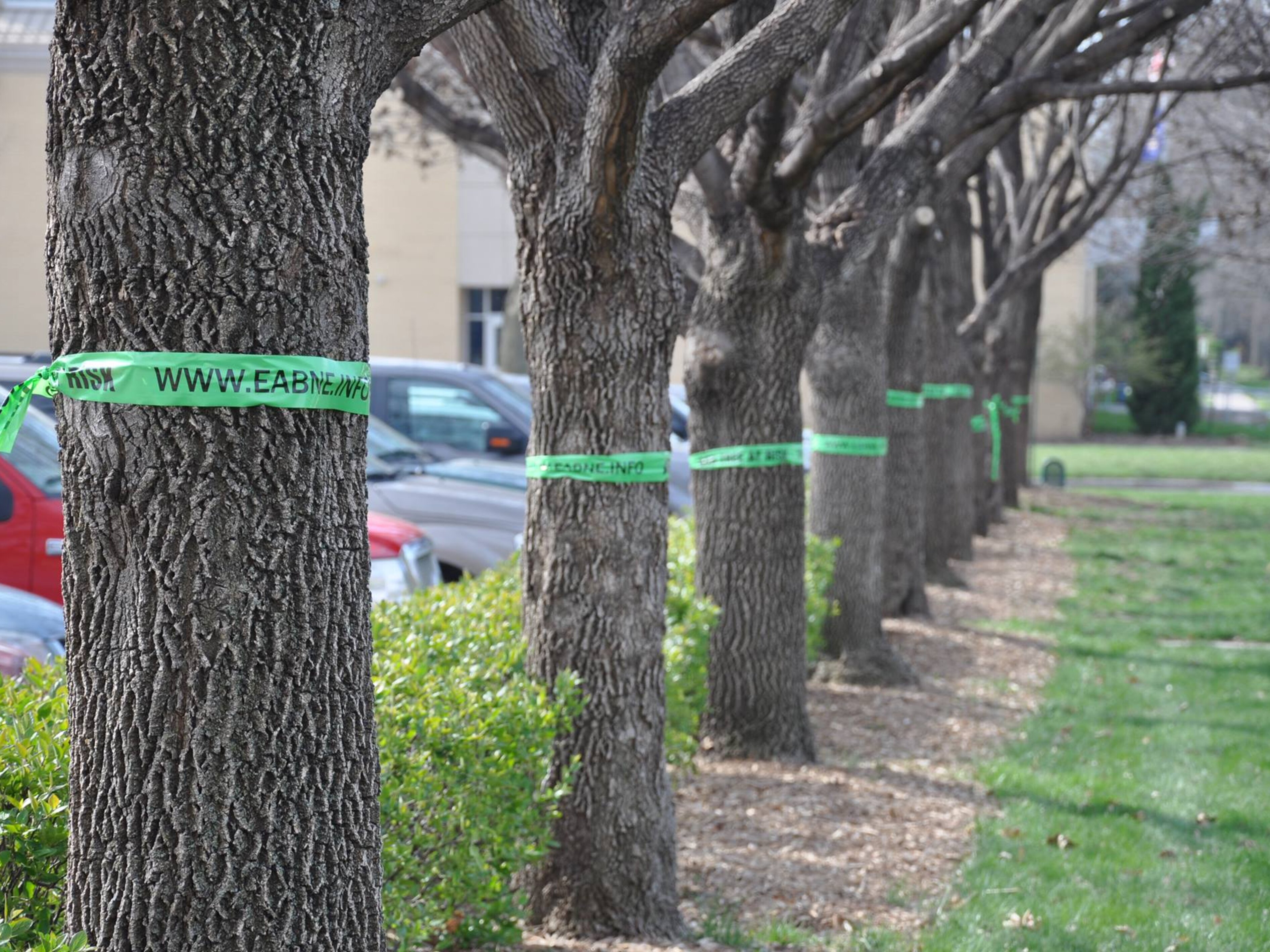 Nebraska Emerald Ash Borer | Nebraska Forest Service | Nebraska