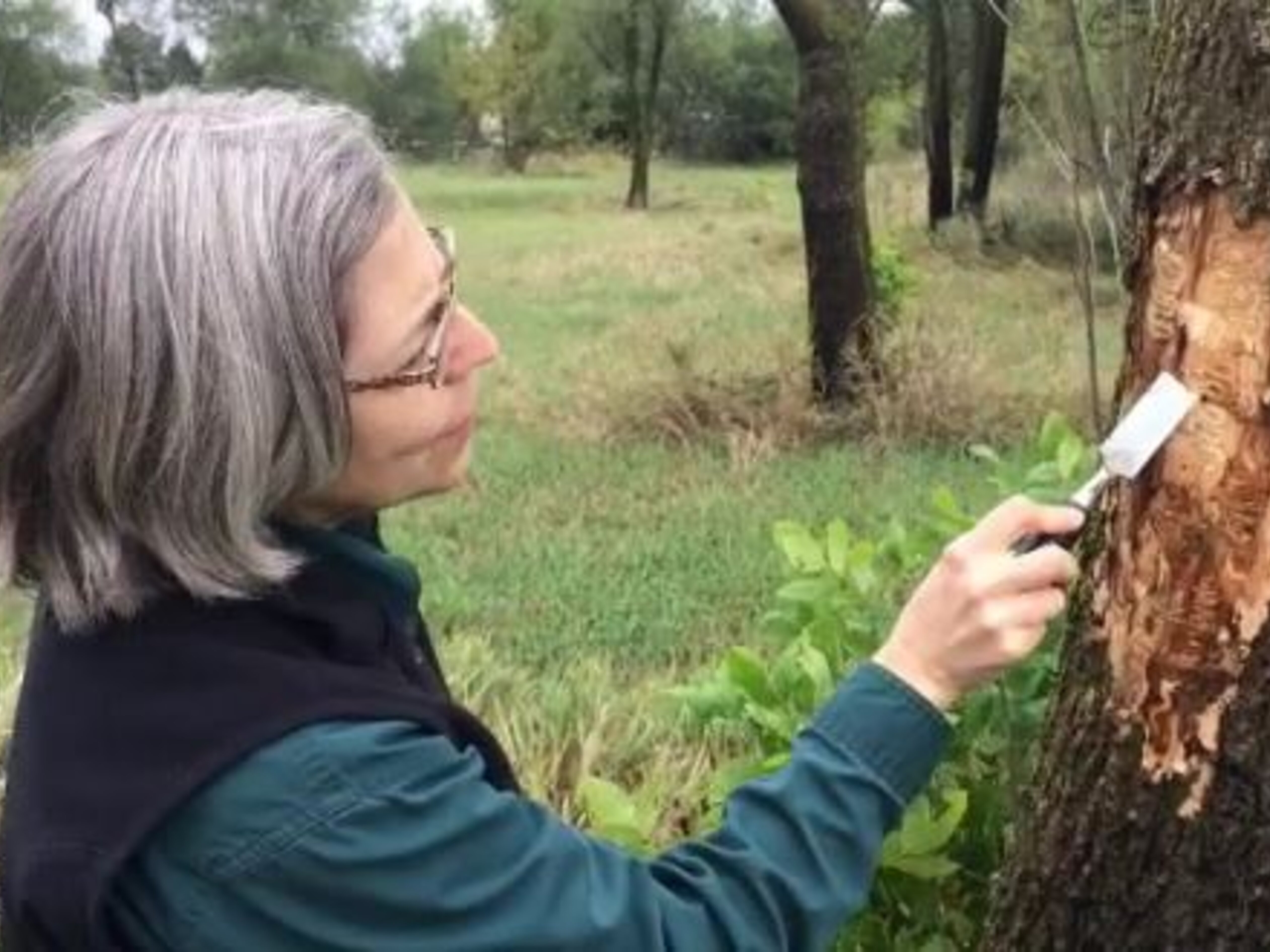 Nebraska Emerald Ash Borer | Nebraska Forest Service | Nebraska