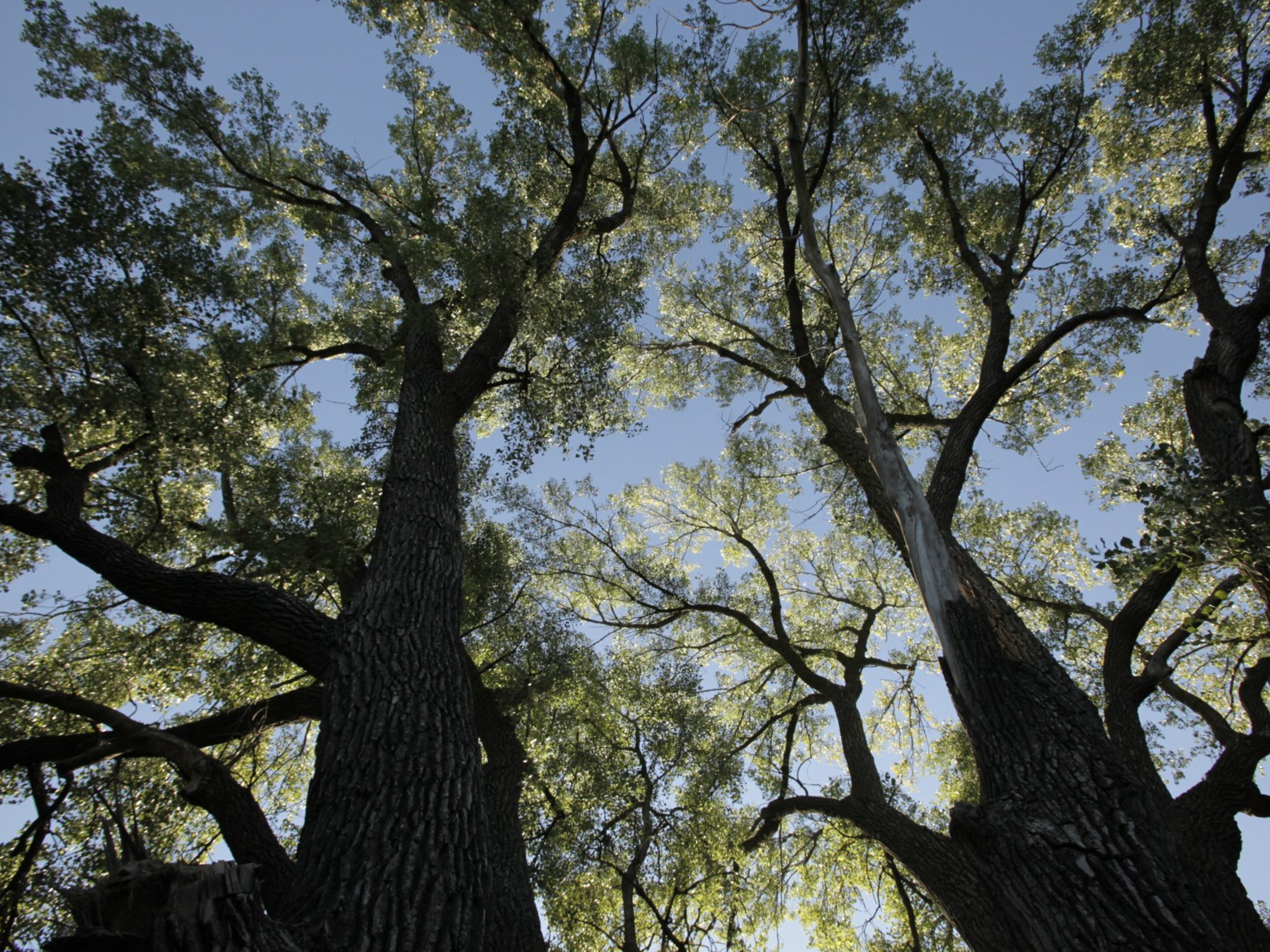 Champion & Heritage Trees Program | Nebraska Forest Service | Nebraska